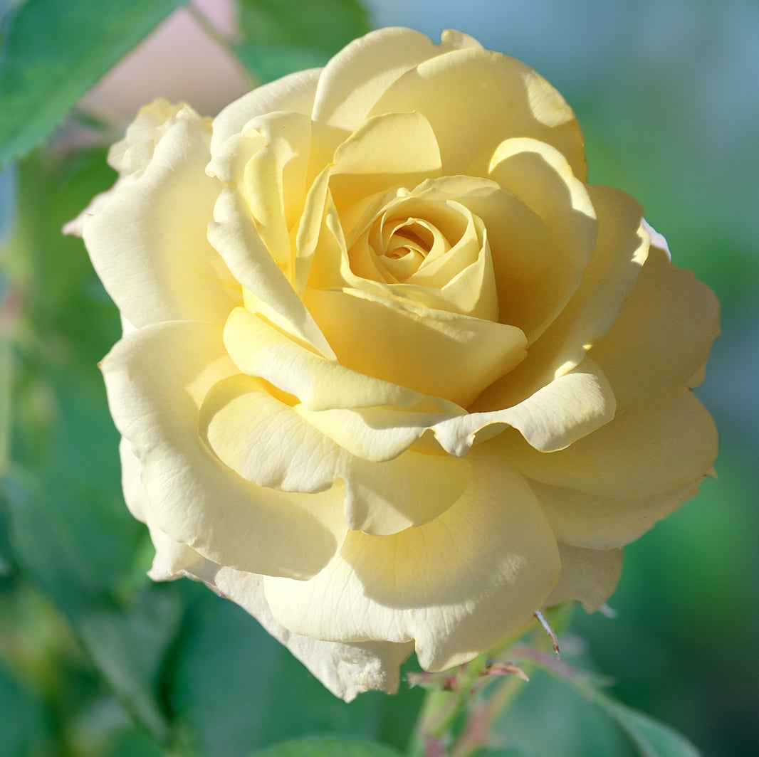 Products – Page 2 – Weeks Roses