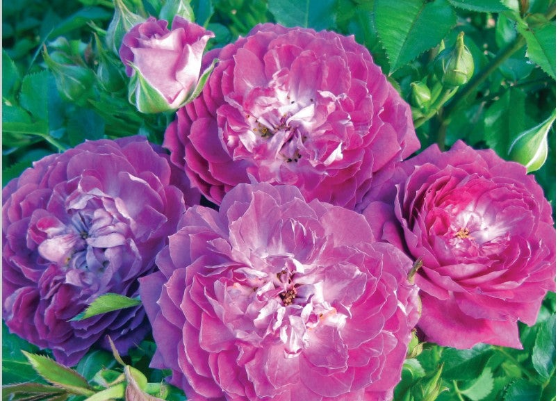 Easy Charmer™ – Weeks Roses