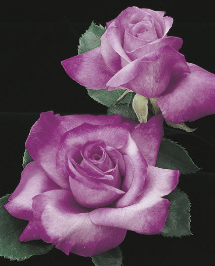 Fragrant Plum – Weeks Roses