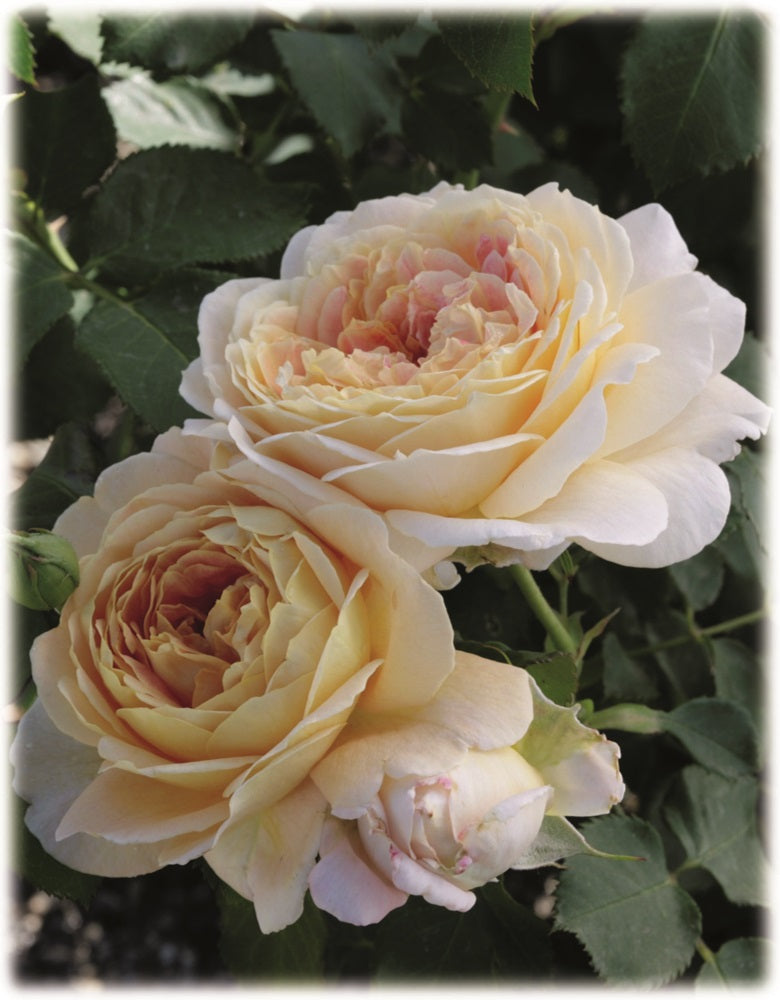 Fun in the Sun™ – Weeks Roses