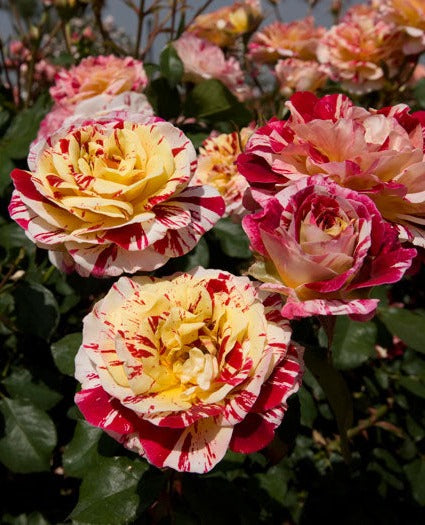 George Burns – Weeks Roses