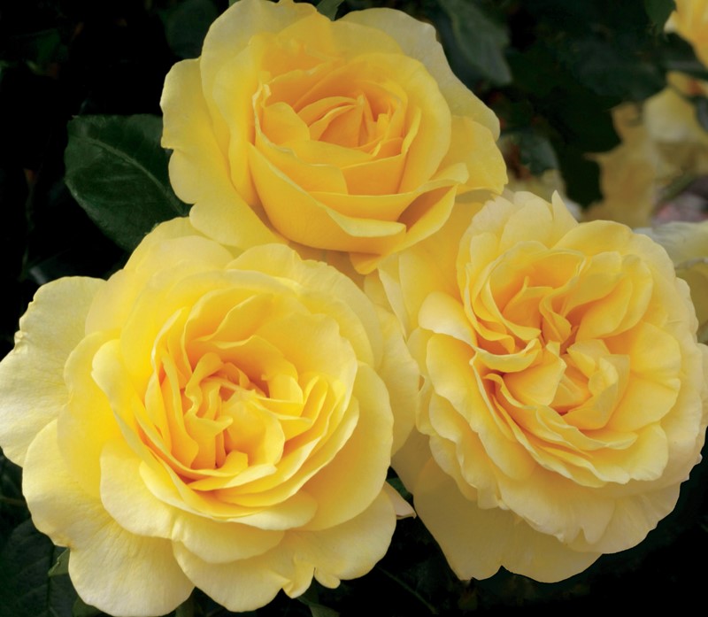 Happy Go Lucky™ – Weeks Roses