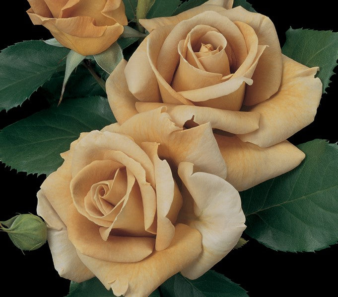 Honey Dijon® – Weeks Roses