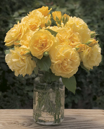 Julia Child – Weeks Roses