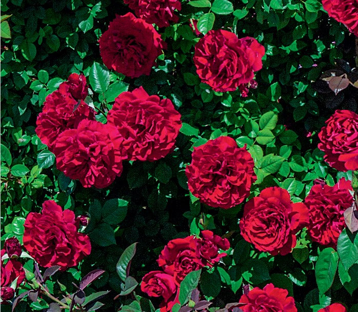 Lady In Red™ – Weeks Roses