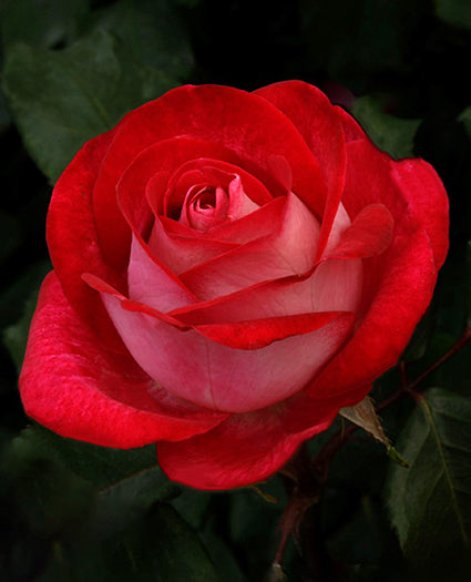 Love At First Sight™ – Weeks Roses