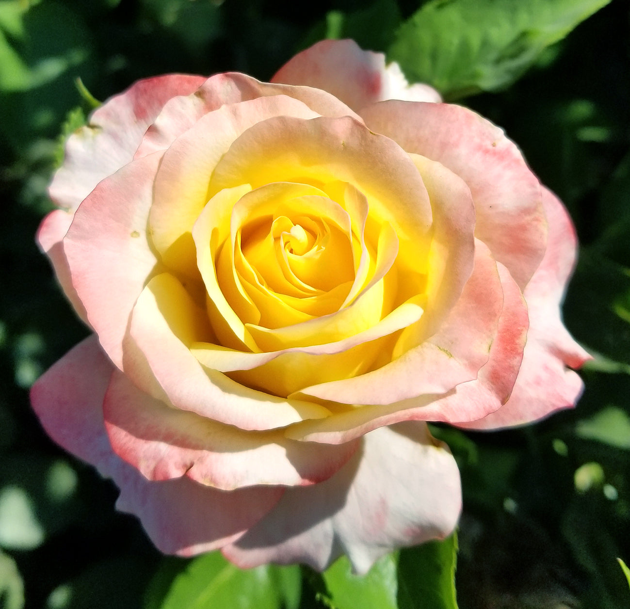 Make Me Blush™ – Weeks Roses