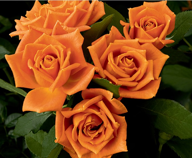 Pumpkin Patch™ – Weeks Roses