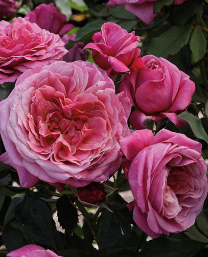 Queen of Elegance™ – Weeks Roses