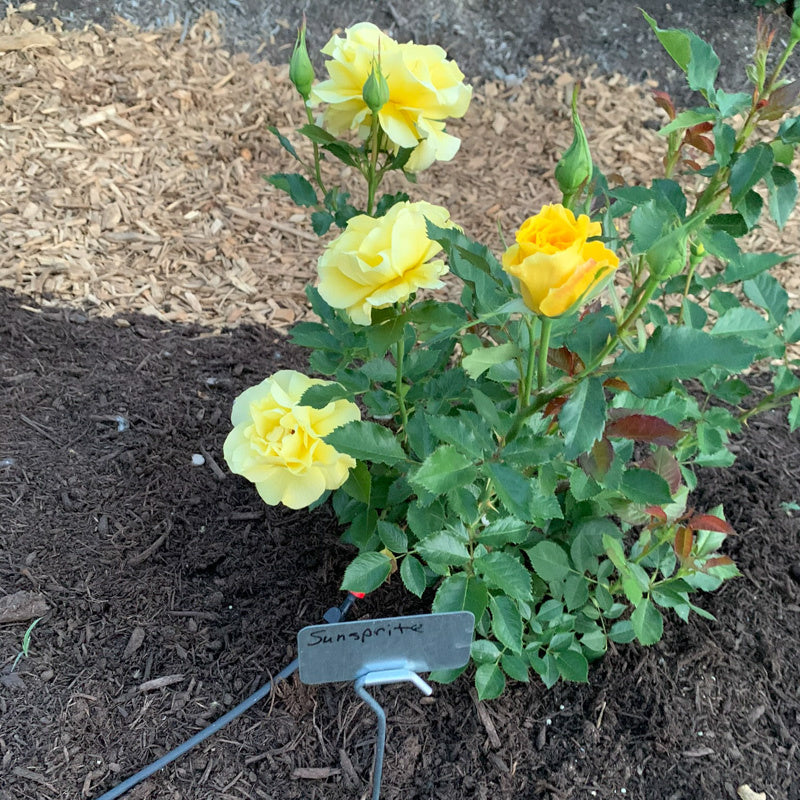 Sunsprite – Weeks Roses