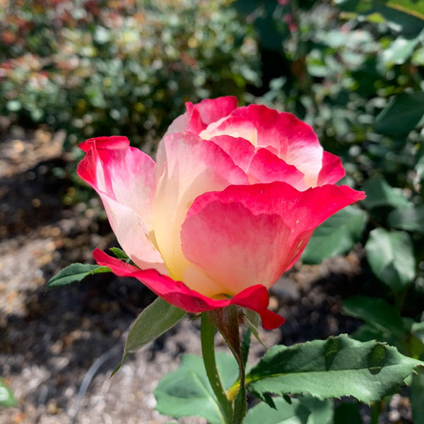 Double Delight – Weeks Roses