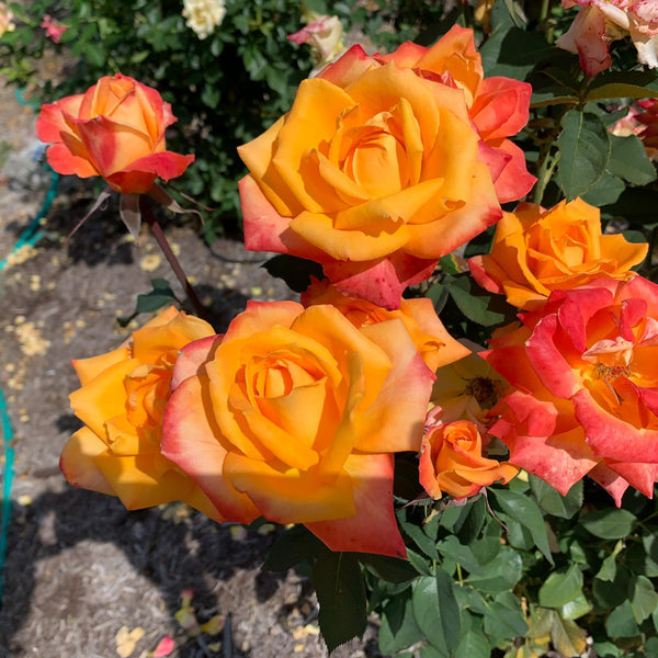 Chris Evert – Weeks Roses