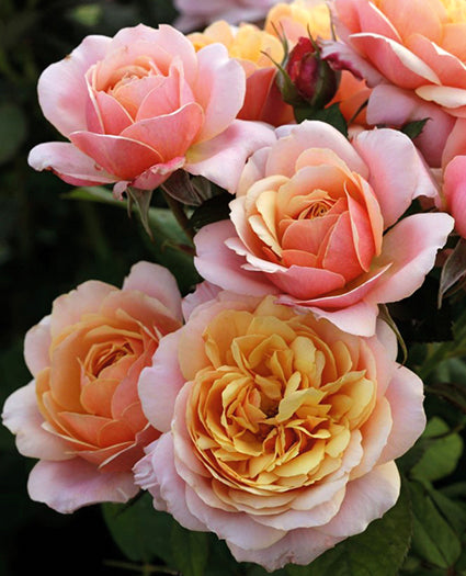 State Of Grace™ – Weeks Roses