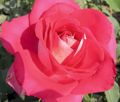 Picture Perfect™ – Weeks Roses