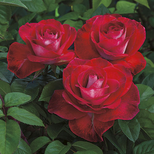 Smokin' Hot® – Weeks Roses