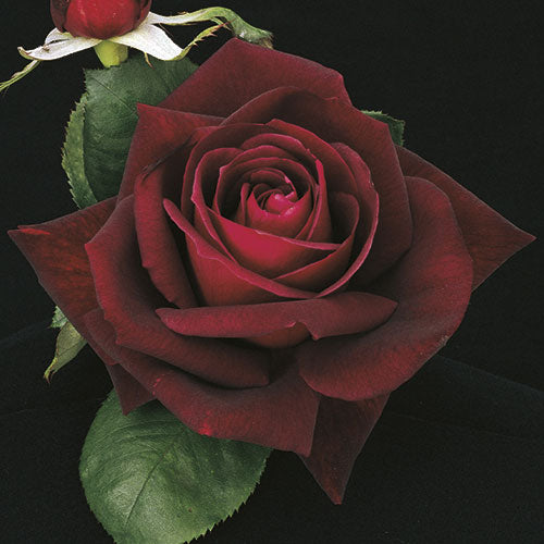 Ink Spots – Weeks Roses