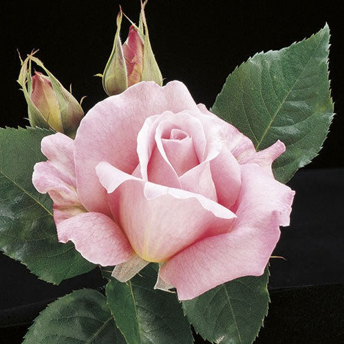 Tiffany – Weeks Roses
