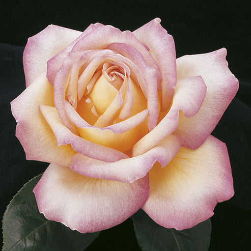 Peace – Weeks Roses