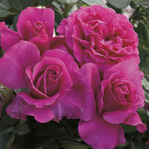 Pretty Lady Rose™ – Weeks Roses