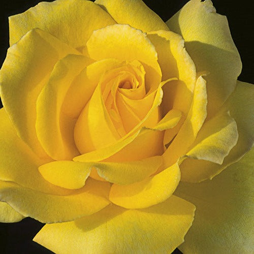 Hotel California – Weeks Roses