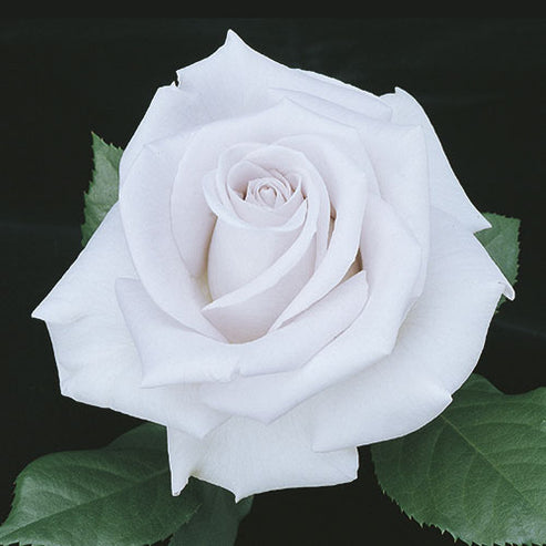 Stainless Steel – Weeks Roses