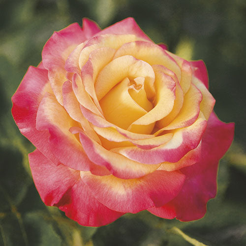 Dream Come True™ – Weeks Roses