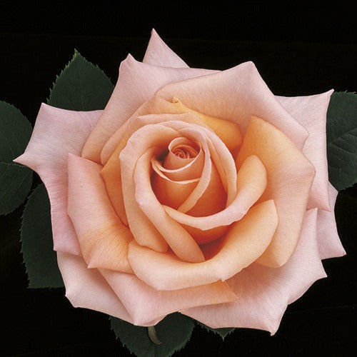 Sunset Celebration – Weeks Roses