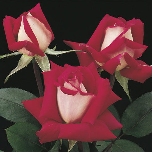Love – Weeks Roses