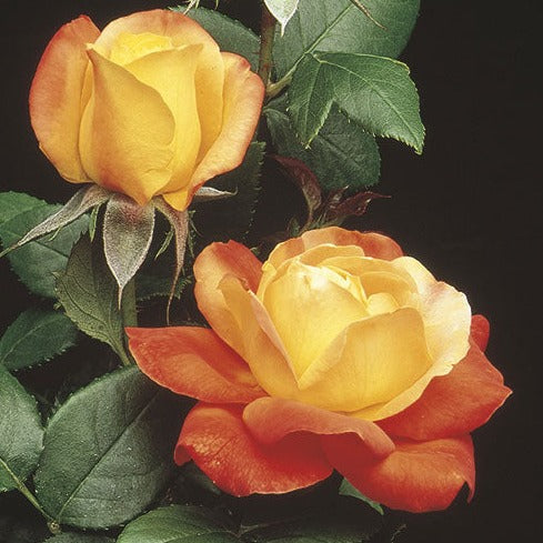 Judy Garland – Weeks Roses