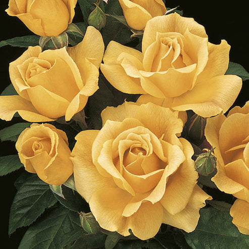 Easy Going – Weeks Roses
