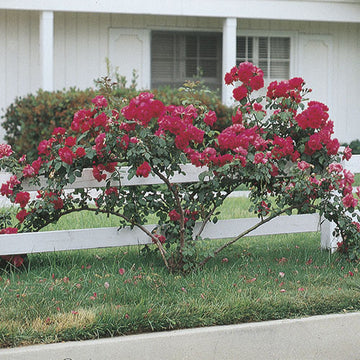 Roses – Weeks Roses