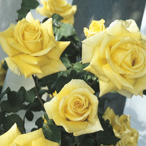 Royal Gold – Weeks Roses