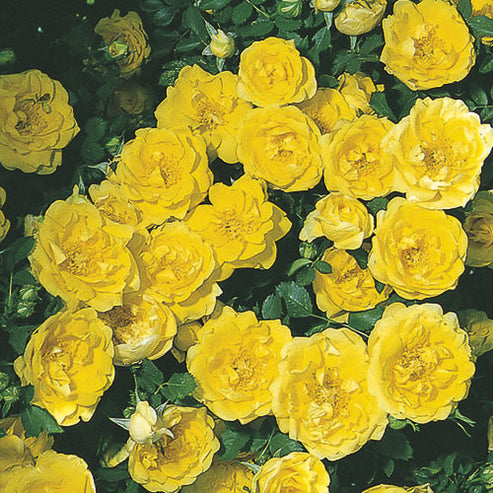Persian Yellow – Weeks Roses