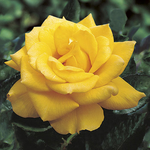 Henry Fonda – Weeks Roses