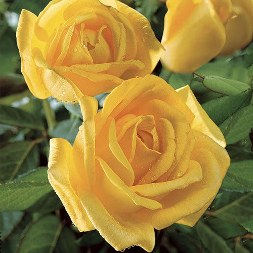 Radiant Perfume – Weeks Roses